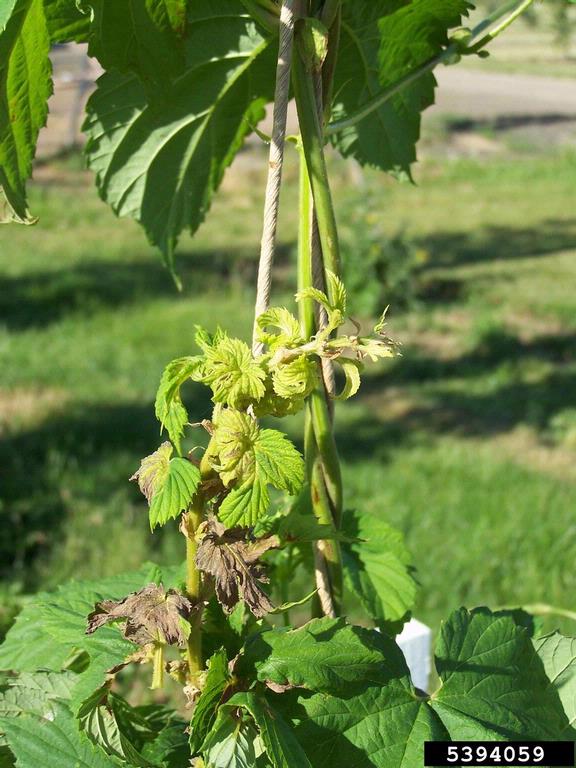hops downy mildew (Pseudoperonospora humuli (Miyabe & Takah.) G.W. Wilson)
