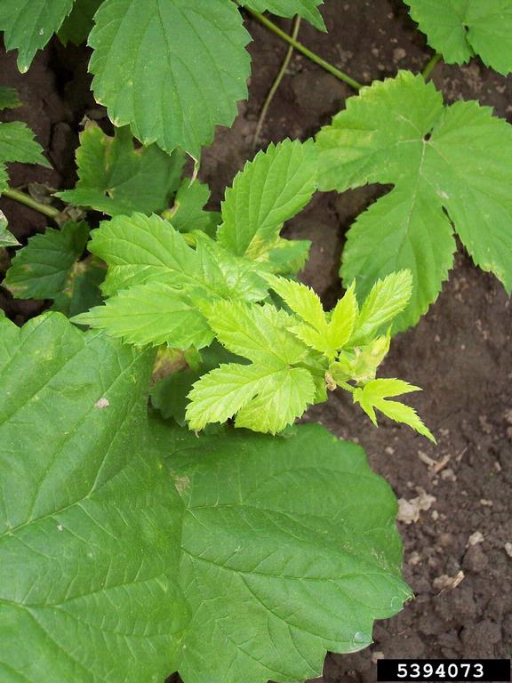 hops downy mildew (Pseudoperonospora humuli (Miyabe & Takah.) G.W. Wilson)