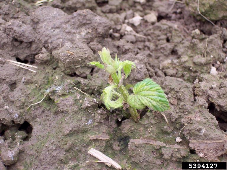 hops downy mildew (Pseudoperonospora humuli (Miyabe & Takah.) G.W. Wilson)