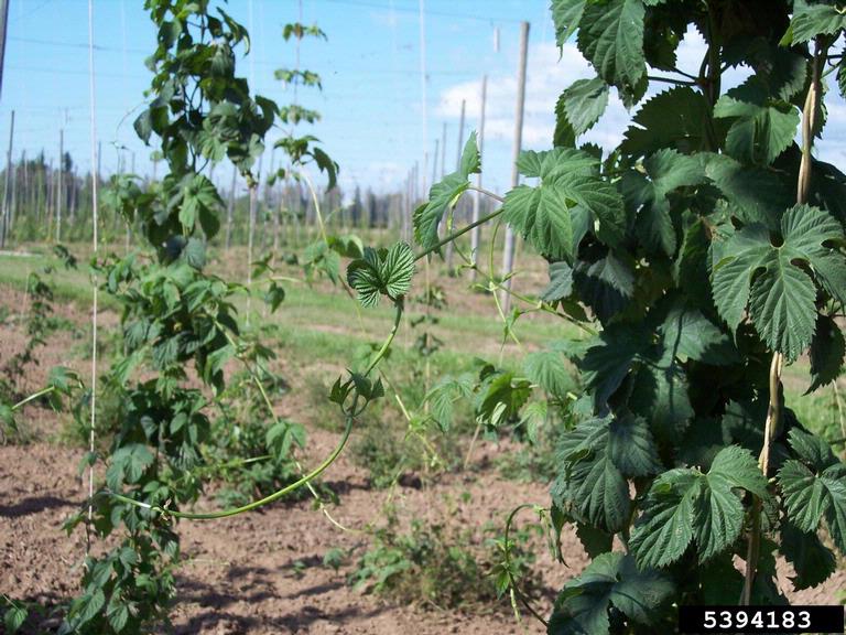 common hop (Humulus lupulus)