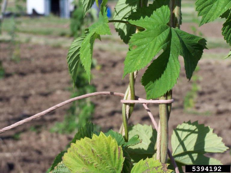 common hop (Humulus lupulus L.)