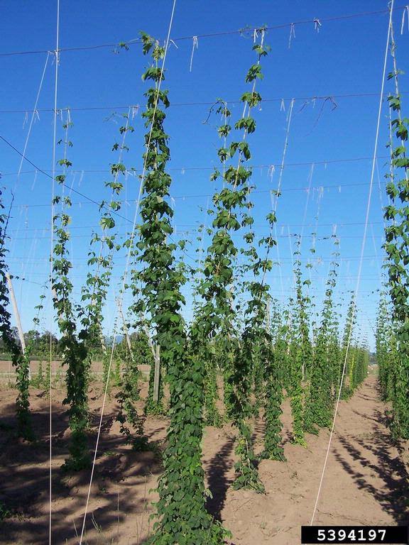 common hop (Humulus lupulus)