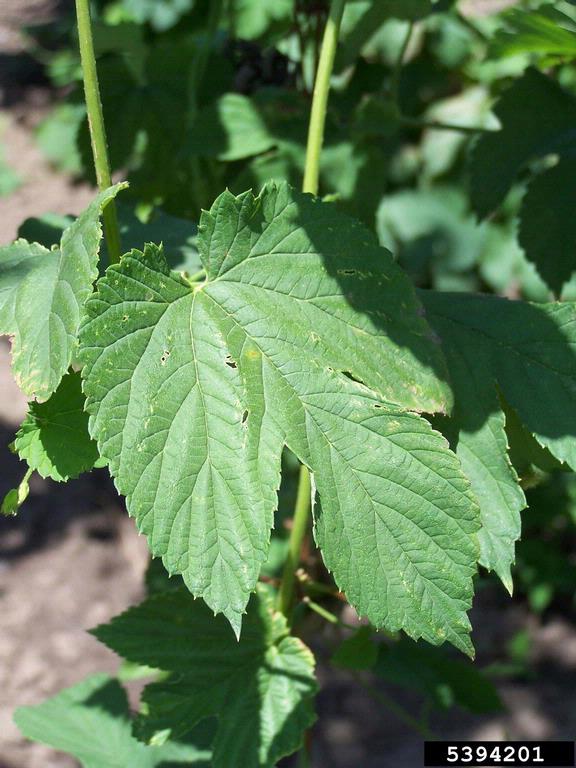 common hop (Humulus lupulus)
