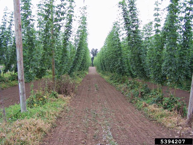 common hop (Humulus lupulus L.)