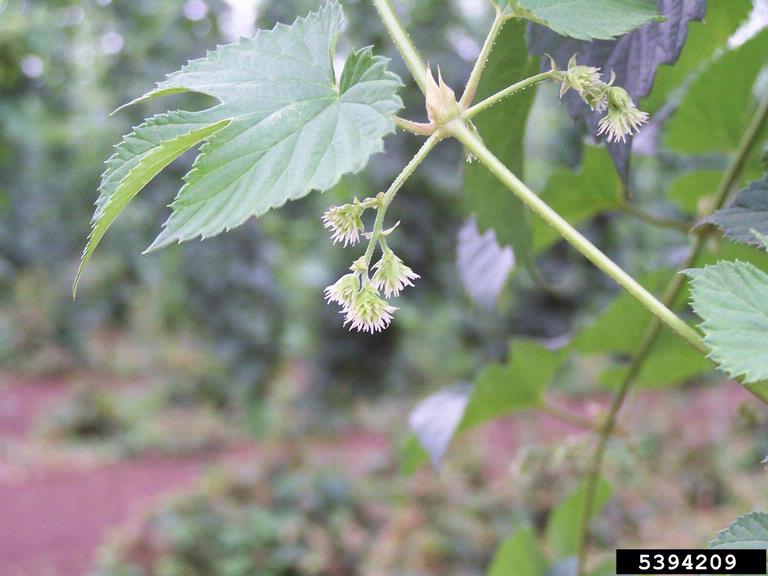 common hop (Humulus lupulus L.)