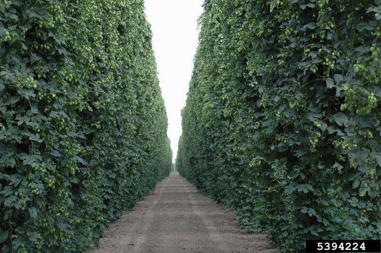 common hop (Humulus lupulus L.)