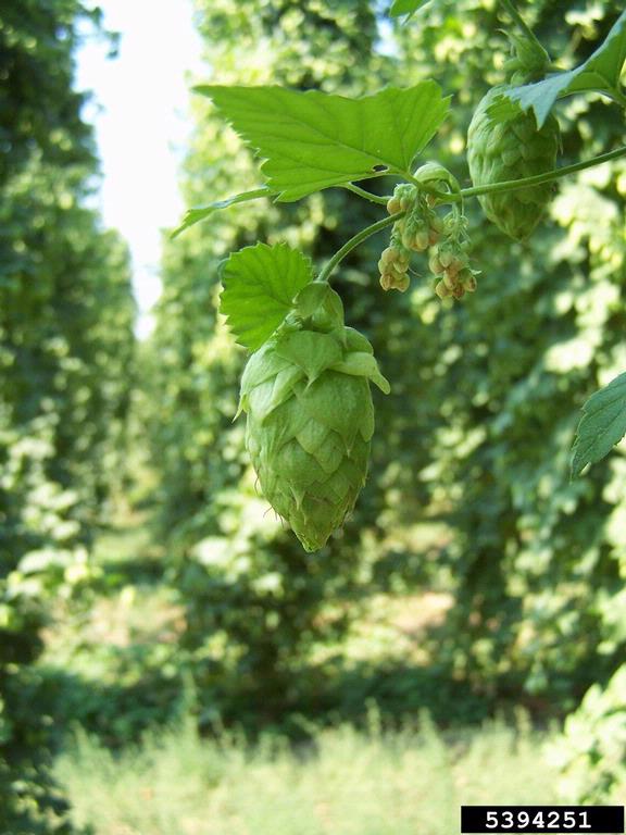 common hop (Humulus lupulus L.)
