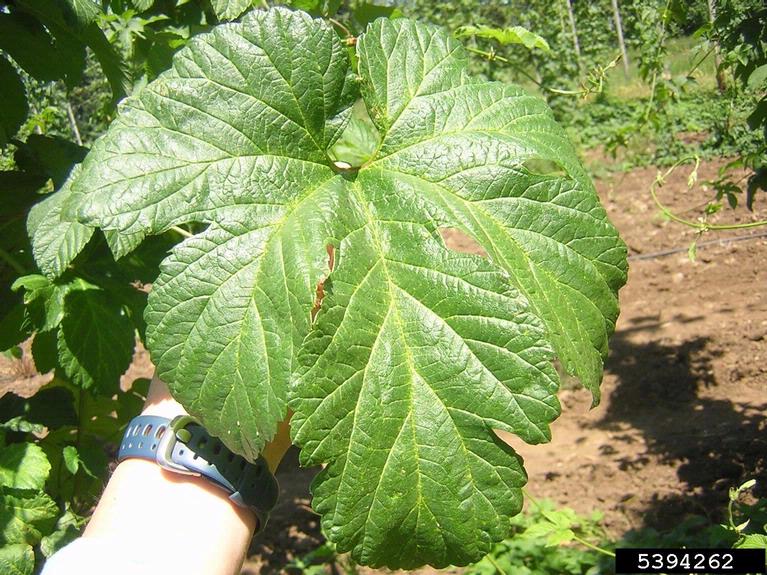 hop stunt viroid (HSVd) (Hostuviroid Hop stunt viroid)