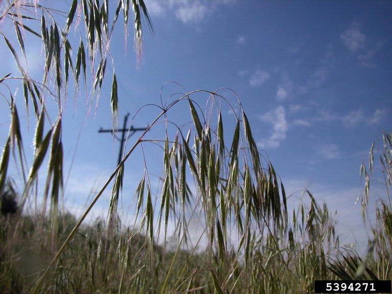 cheatgrass, downy brome (Bromus tectorum L.)