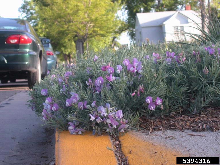 manystem pea (Lathyrus polymorphus Nutt.)