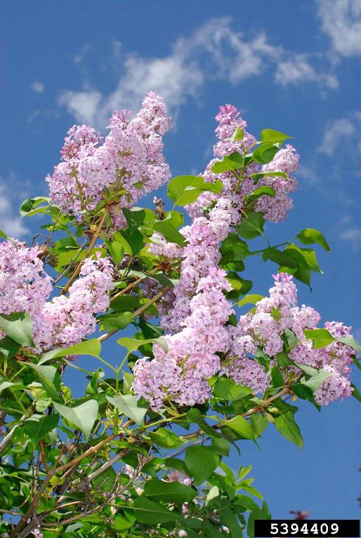 common lilac (Syringa vulgaris)