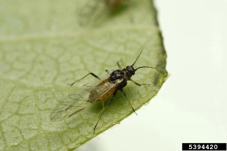 Taterian honeysuckle aphid (Hyadaphis tataricae)