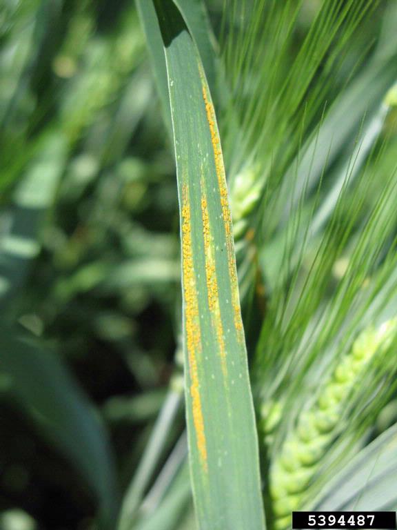 stripe rust (Puccinia striiformis Westend.)