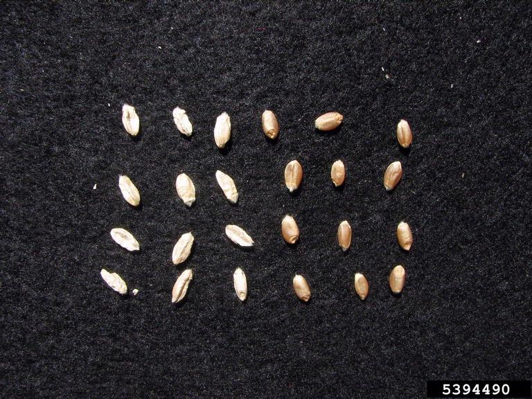 Fusarium wilts, blights, rots and damping-off (Genus Fusarium)