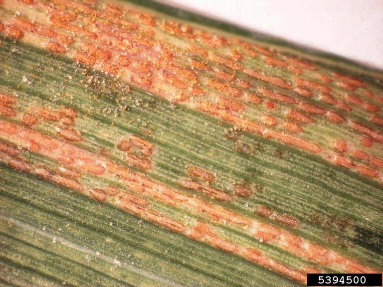 stripe rust (Puccinia striiformis)