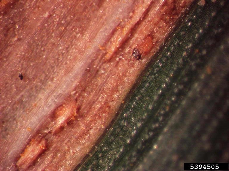 stripe rust (Puccinia striiformis)
