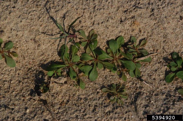 carpetweed (Mollugo verticillata L.)