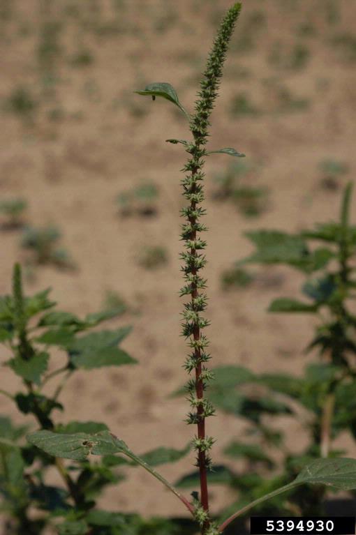 Palmer amaranth (Amaranthus palmeri)