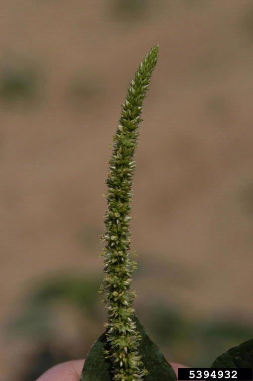 Palmer amaranth (Amaranthus palmeri S. Wats.)
