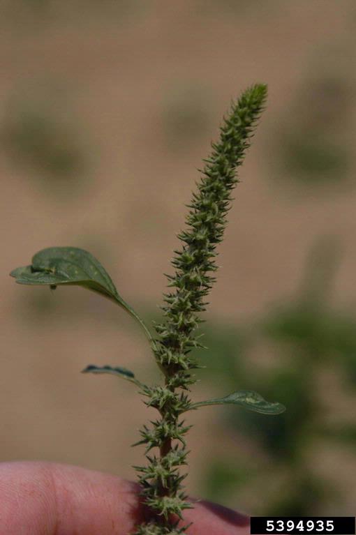 Palmer amaranth (Amaranthus palmeri S. Wats.)