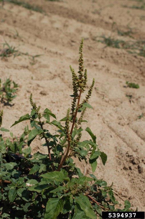 livid amaranth (Amaranthus blitum L.)