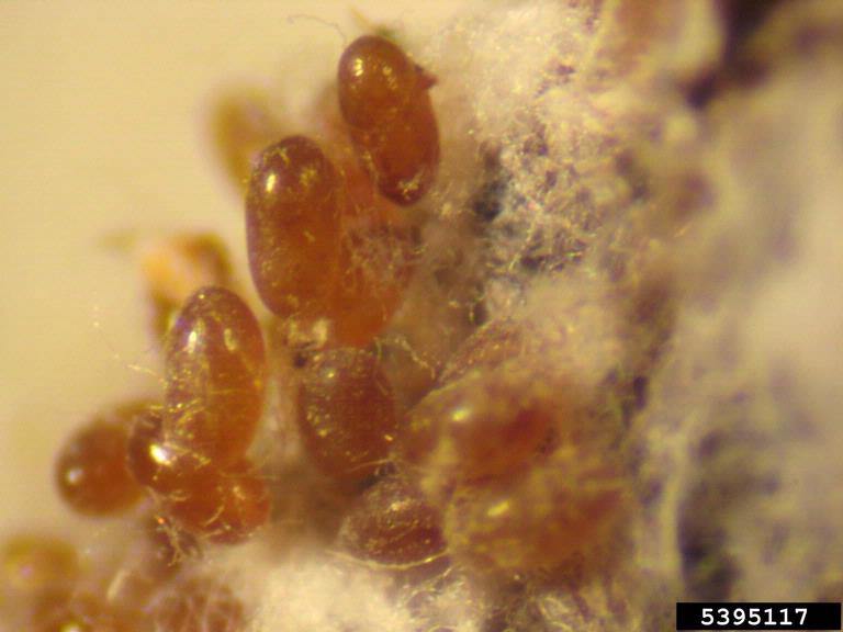 hemlock woolly adelgid (Adelges tsugae Annand, 1924)