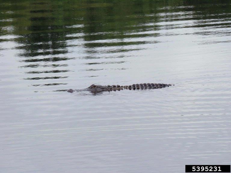 American alligator (Alligator mississippiensis Daudin)