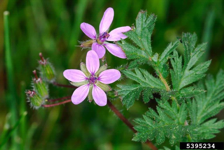 redstem filaree (Erodium cicutarium (L.) L'Hér. ex Ait.)
