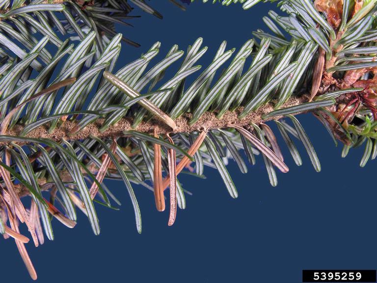 Rhizosphaera needle cast (Rhizosphaera pini)