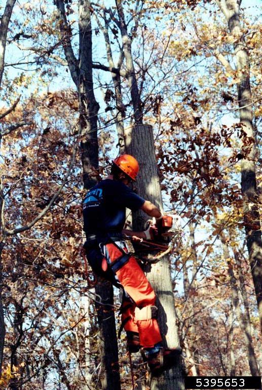 tree removal (urban)
