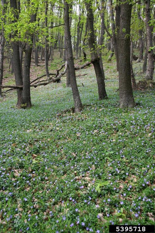 common periwinkle (Vinca minor)