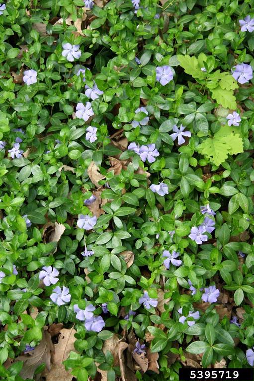 common periwinkle (Vinca minor)