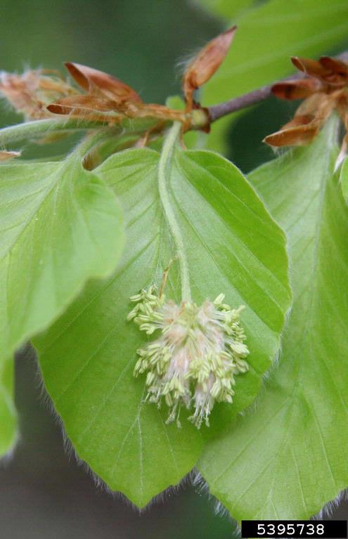European beech (Fagus sylvatica L.)