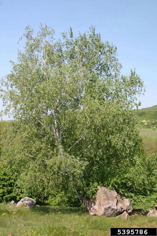 European birch (Betula pendula Roth)