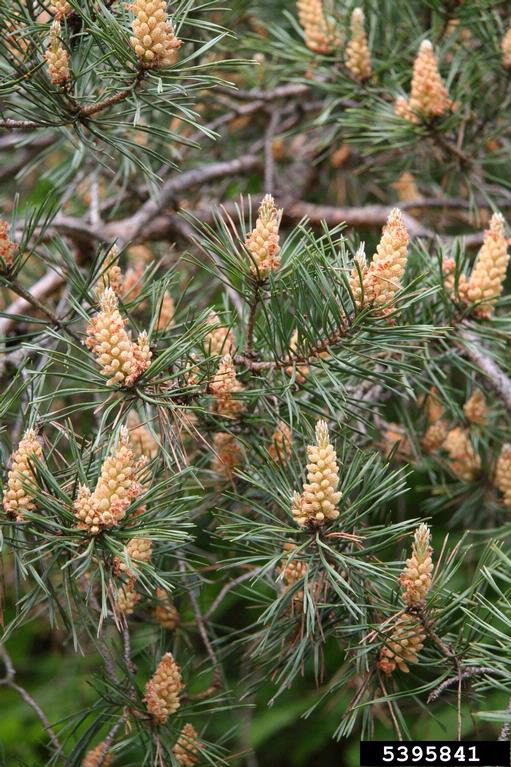Scots pine (Pinus sylvestris)