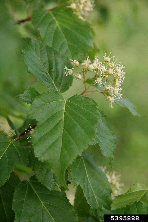 tatarian maple (Acer tataricum L.)