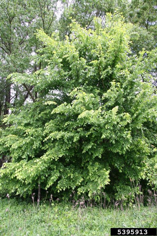 European white elm (Ulmus laevis)