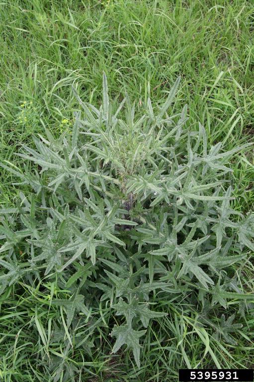 bull thistle (Cirsium vulgare)