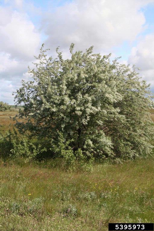 Russian olive (Elaeagnus angustifolia)