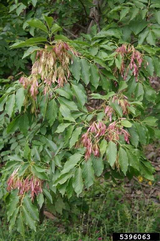 flowering ash (Fraxinus ornus)