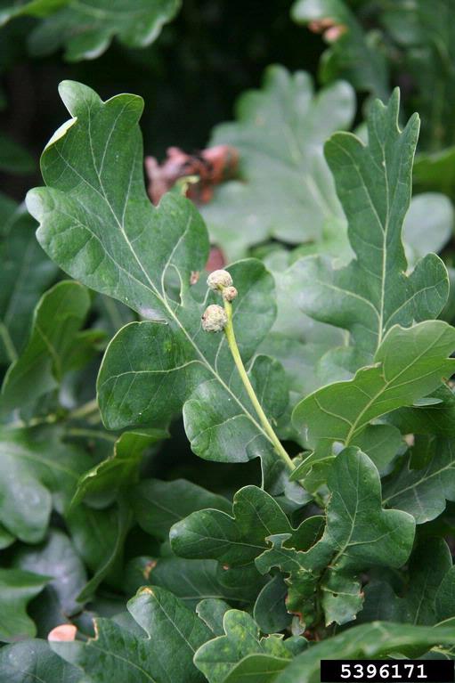 English oak (Quercus robur)