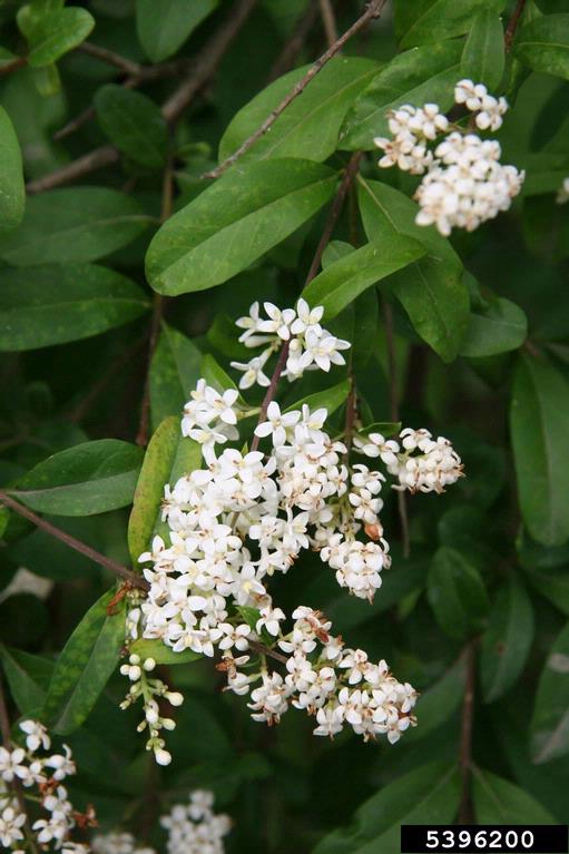 European privet (Ligustrum vulgare)