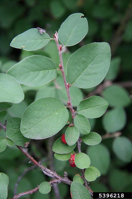 cotoneaster (Cotoneaster integerrimus Medik.)