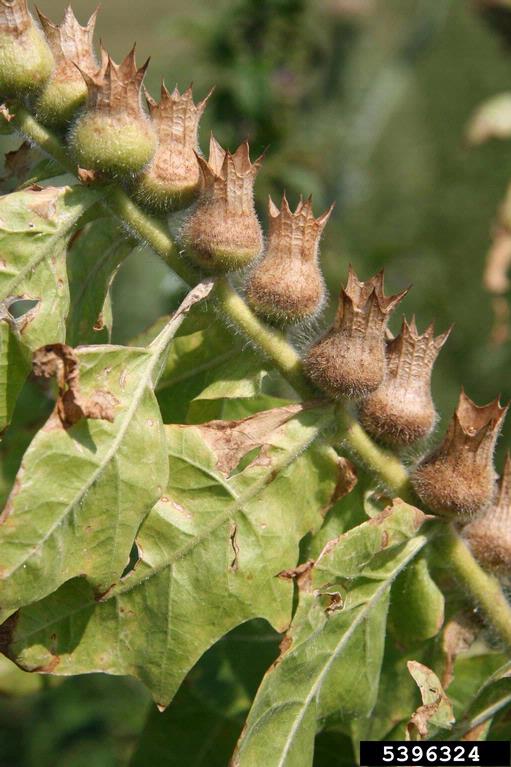 black henbane (Hyoscyamus niger)