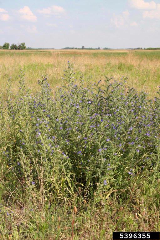 common viper's bugloss, blueweed (Echium vulgare L.)