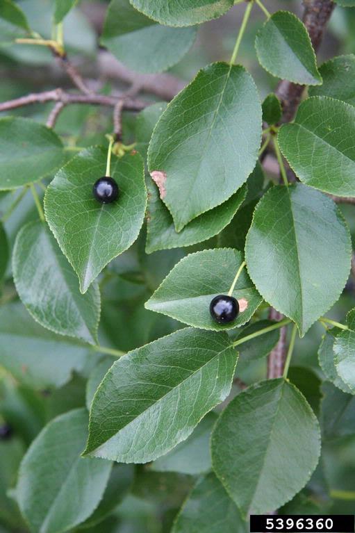 Mahaleb cherry (Prunus mahaleb L.)