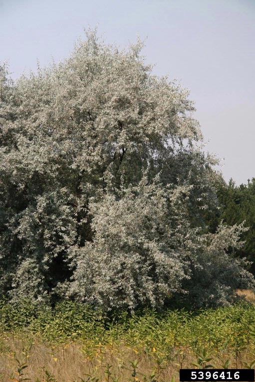 Russian olive (Elaeagnus angustifolia)