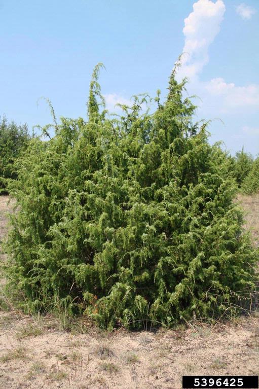 common juniper (Juniperus communis L.)