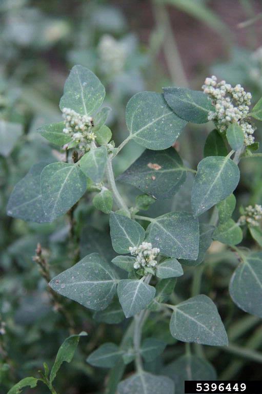 stinking goosefoot (Chenopodium vulvaria)