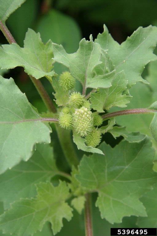 common cocklebur (Xanthium strumarium L.)